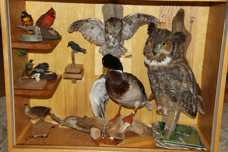 Free Classroom Bird Presentations – Audubon Society of Kalamazoo